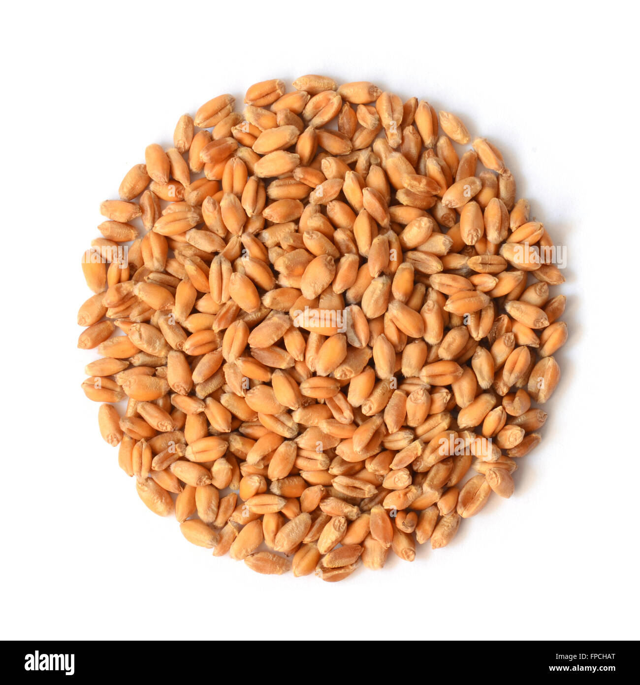 Uncooked wheat grain seeds close up shot Stock Photo - Alamy
