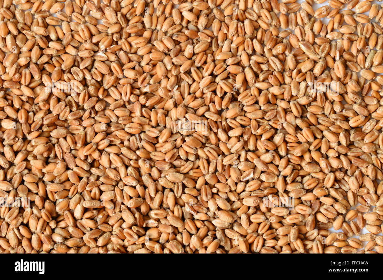 Uncooked wheat grain seeds close up shot Stock Photo - Alamy