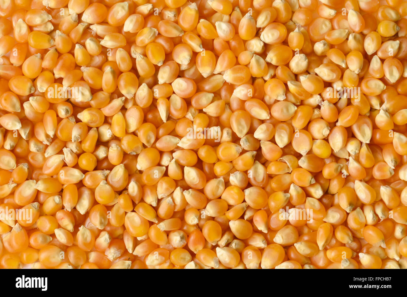 Corn grains hi-res stock photography and images - Alamy