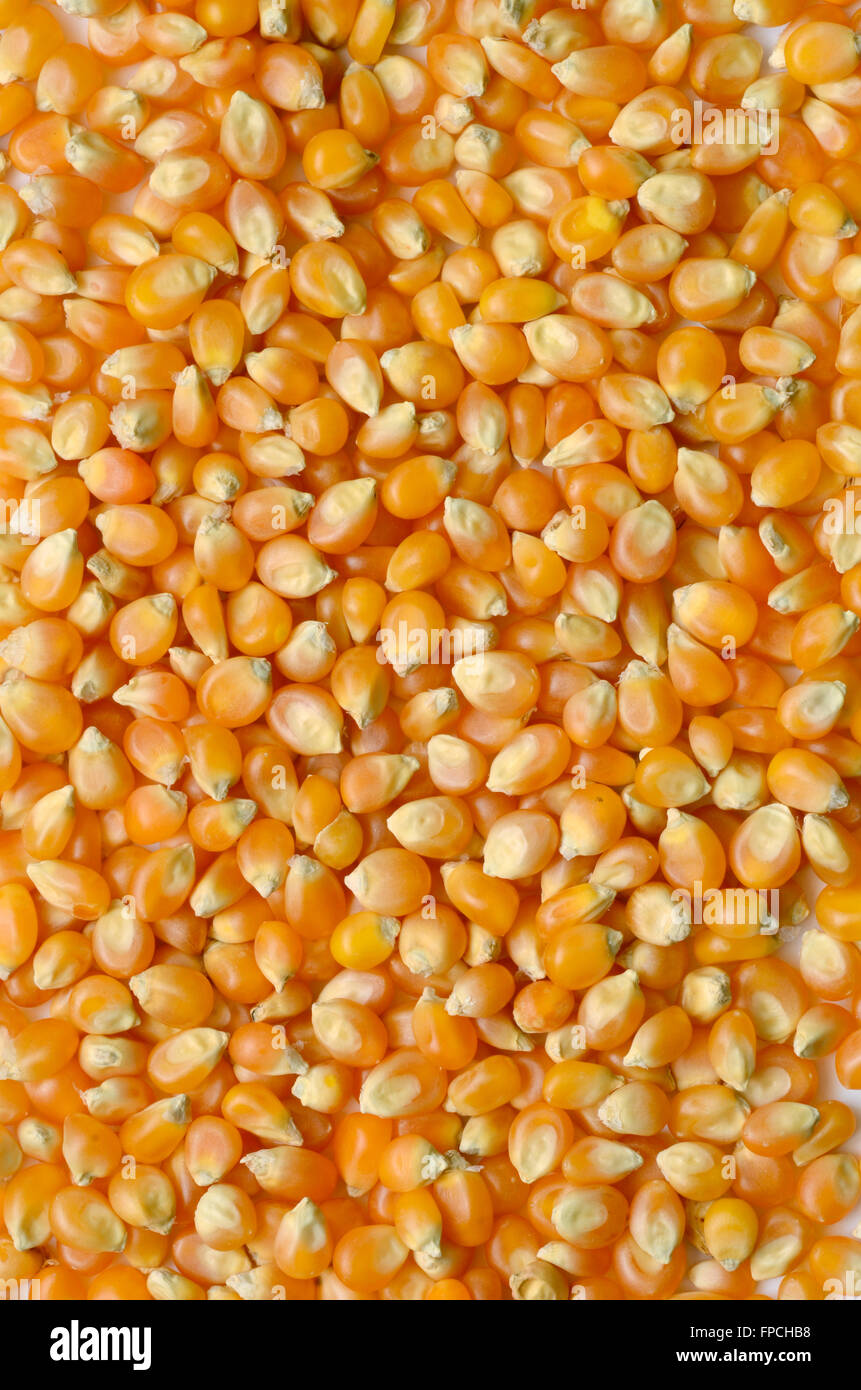Uncooked corn grains close up shot Stock Photo - Alamy