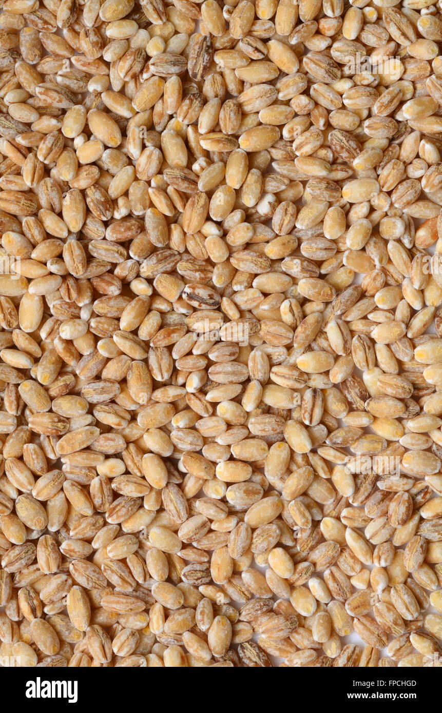 Uncooked barley grain seeds close up shot Stock Photo - Alamy