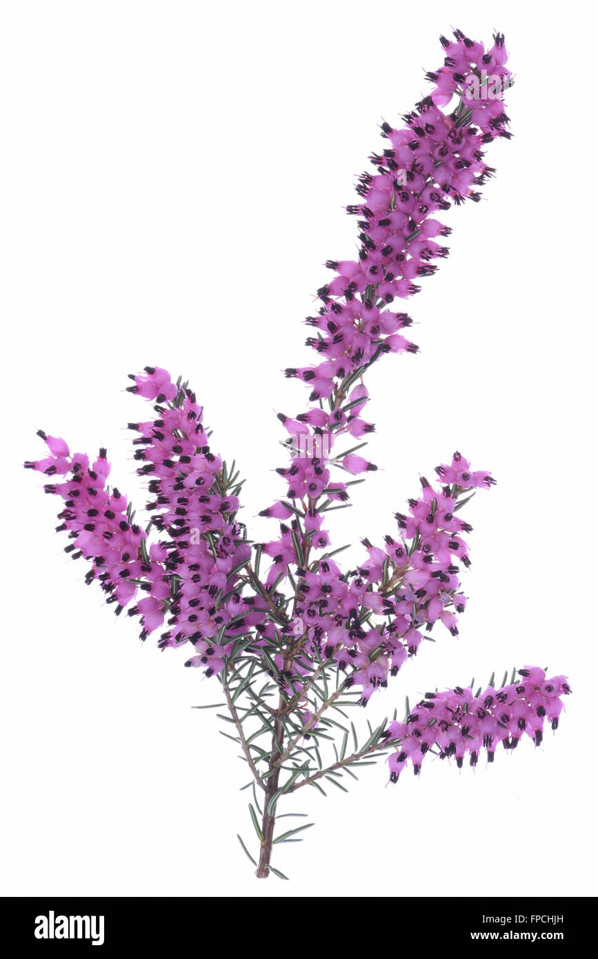 Purple heather twig isolated on white background Stock Photo - Alamy