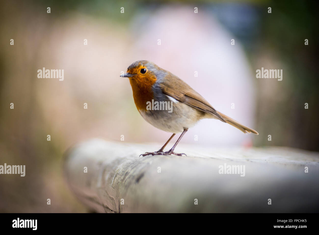 Robin Redbreast Bird Stock Photo - Alamy