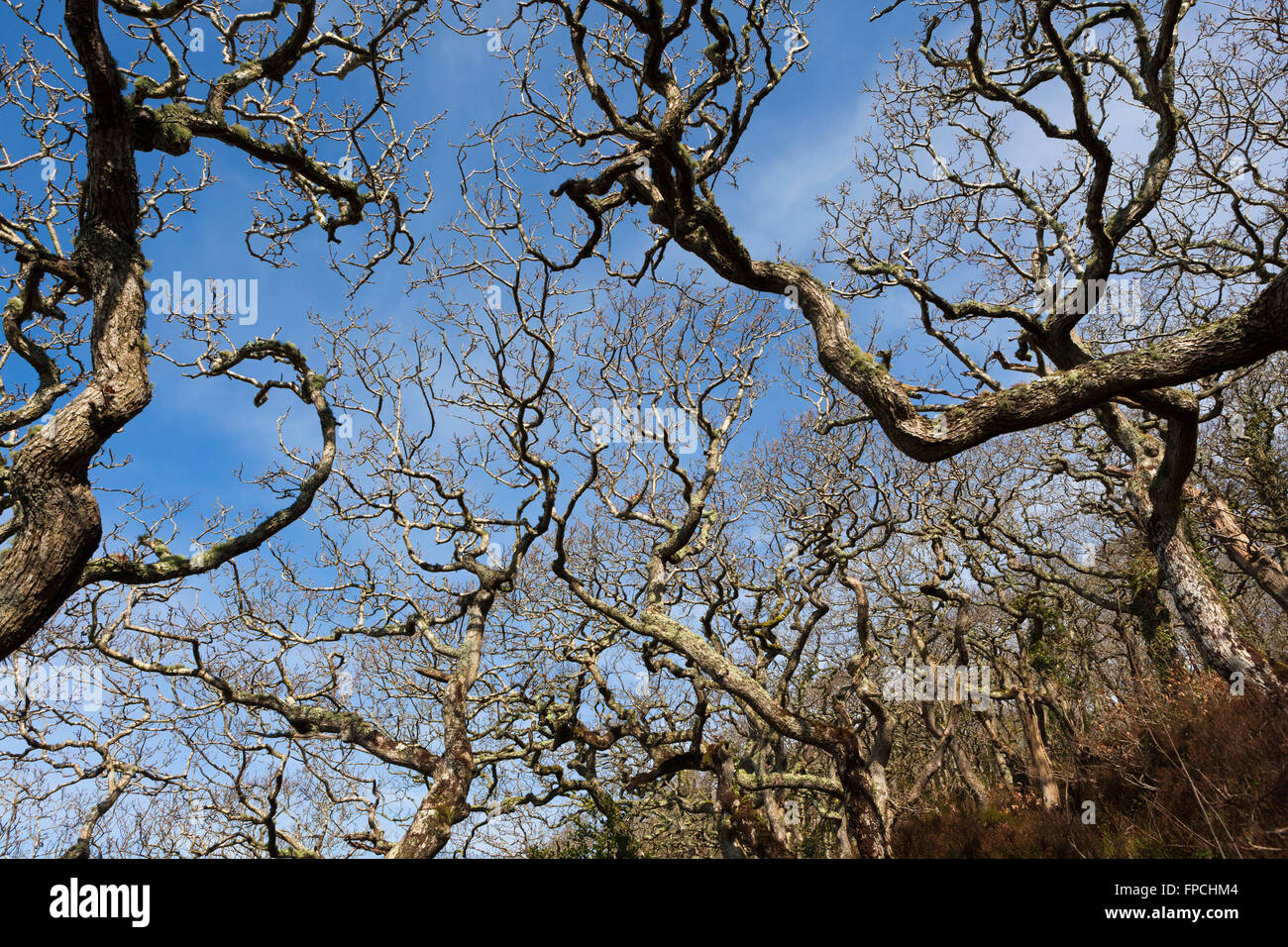 Gnarled trees in the ancient Lawrenny woods one of the best examples of ...