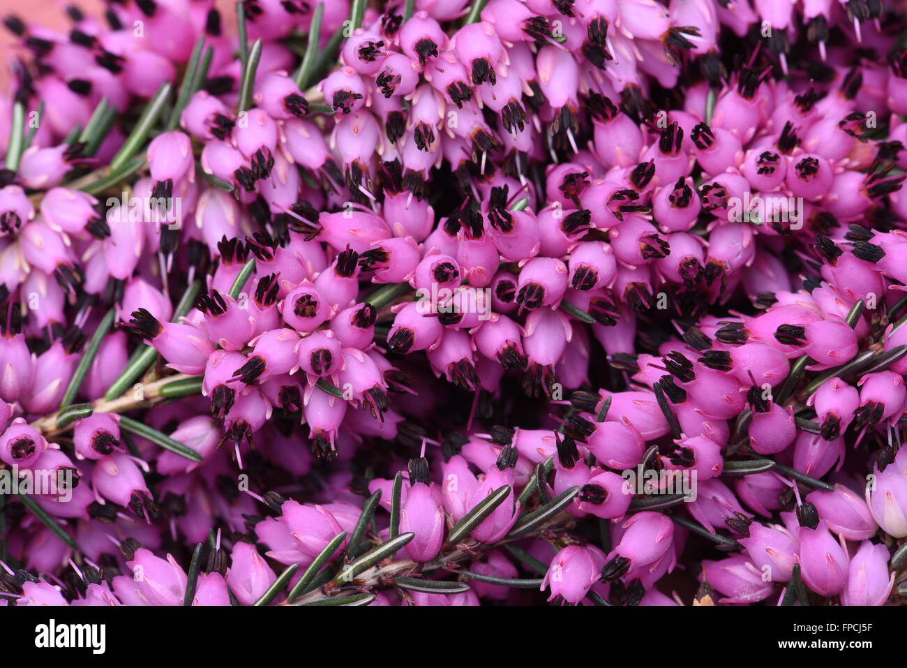 Pink heather flowers Stock Photo - Alamy
