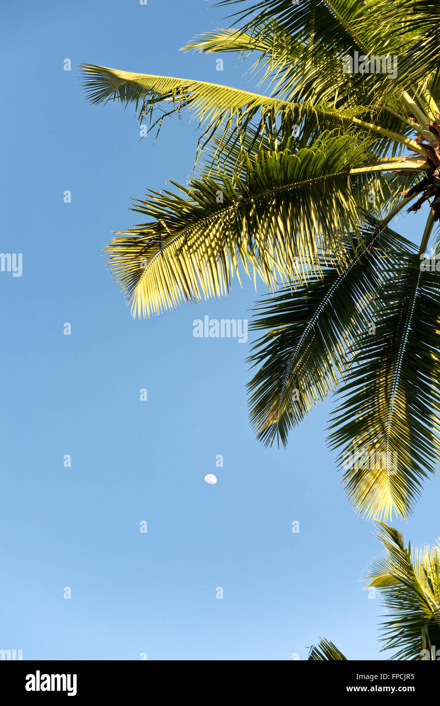 Moon And Palm Tree High Resolution Stock Photography and Images - Alamy