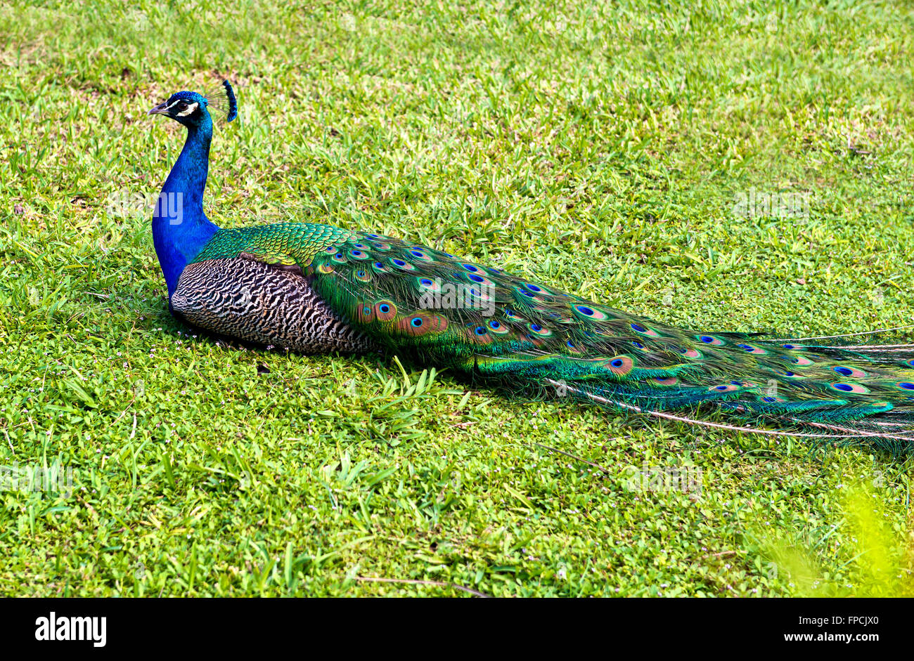 Side Tail High Resolution Stock Photography and Images - Alamy