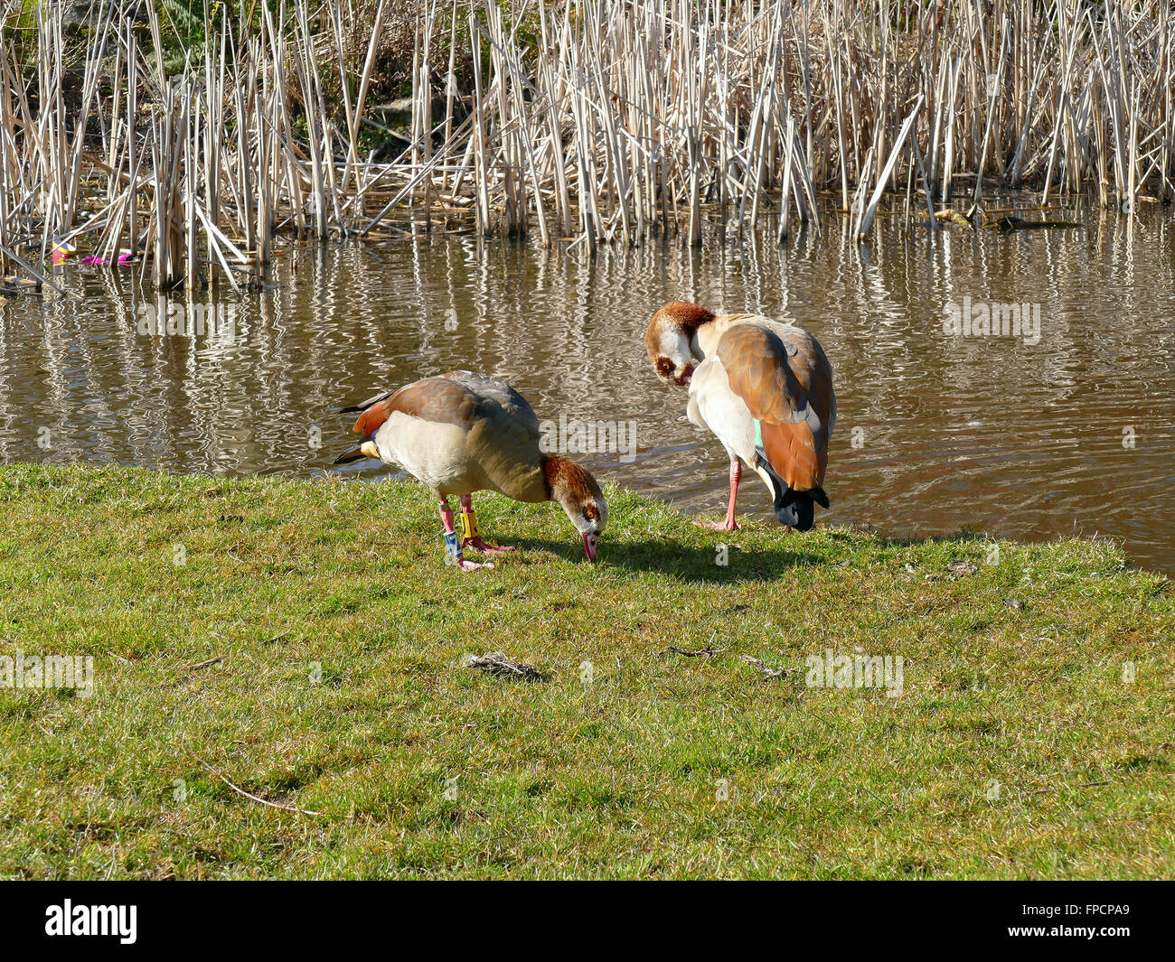 Injured goose injured bird hi-res stock photography and images - Alamy