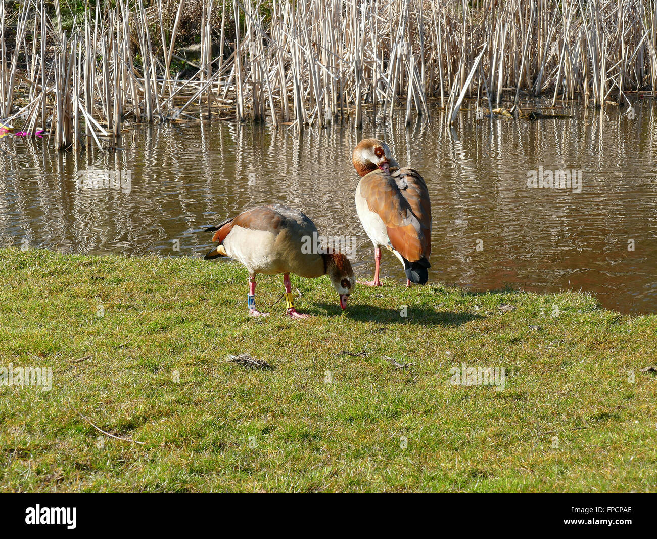 Injured goose injured bird hi-res stock photography and images - Alamy