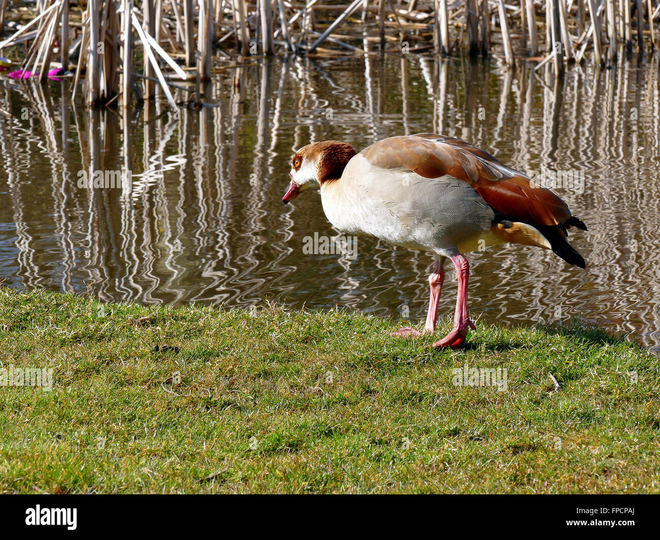 Injured goose injured bird hi-res stock photography and images - Alamy
