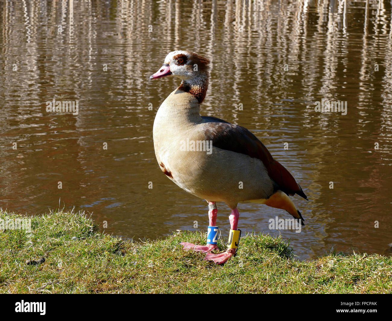 Sick legs hi-res stock photography and images - Alamy