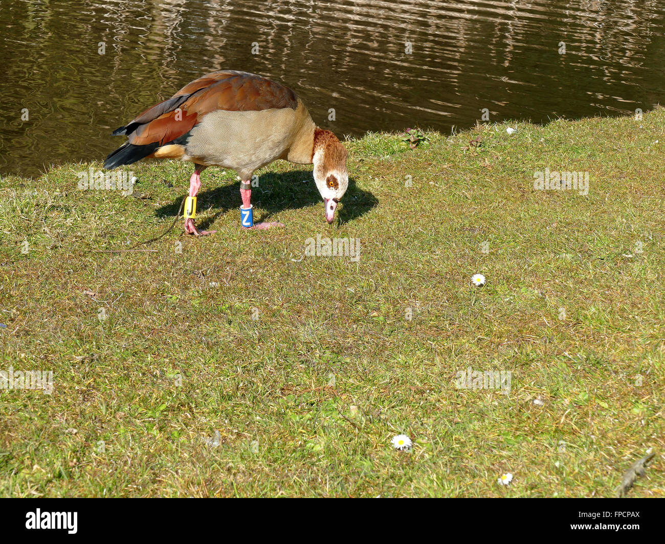 Injured goose injured bird hi-res stock photography and images - Alamy
