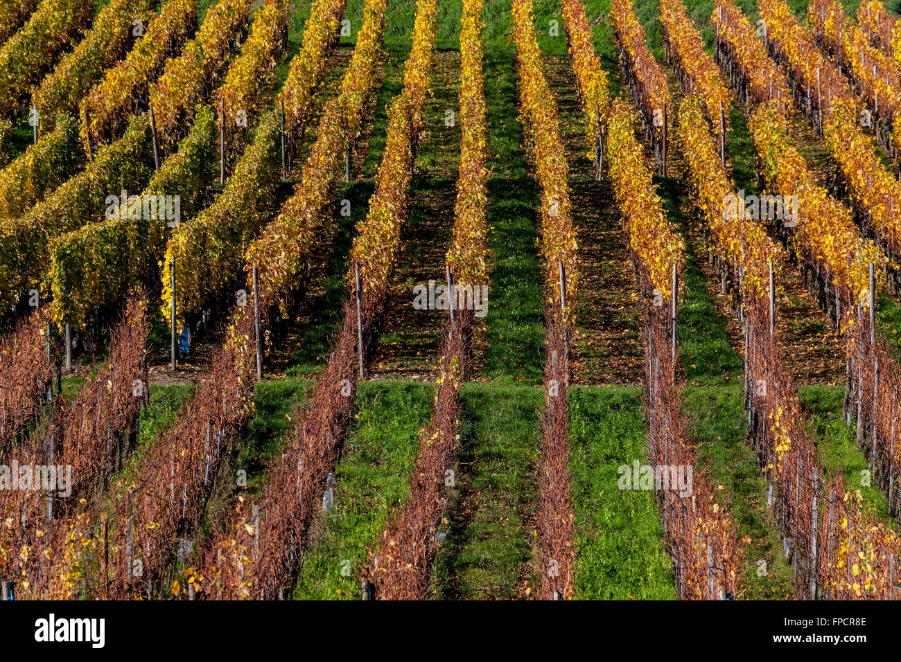 Aerial view of vineyards Stock Photo - Alamy