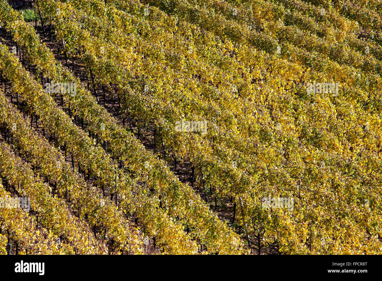 Aerial view of vineyards Stock Photo - Alamy