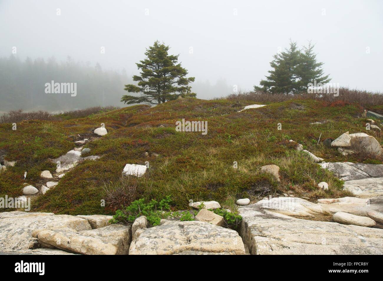 Foggy landscape with spruces and light boulders Stock Photo - Alamy