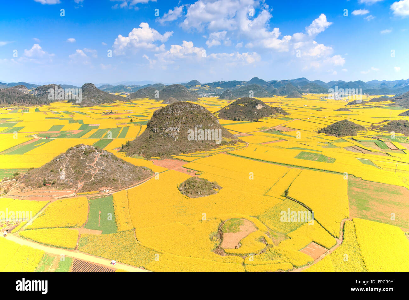 Rapeseed flowers of Luoping in Yunnan China Stock Photo - Alamy