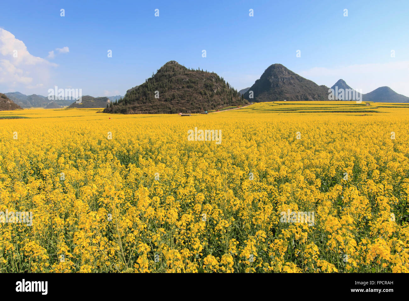 Rapeseed flowers of Luoping in Yunnan China Stock Photo - Alamy