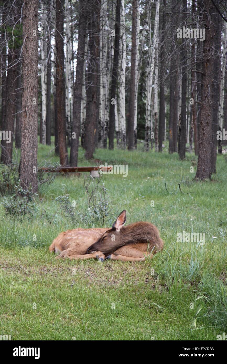 Sleeping Elk Fawn in Wilderness Stock Photo - Alamy
