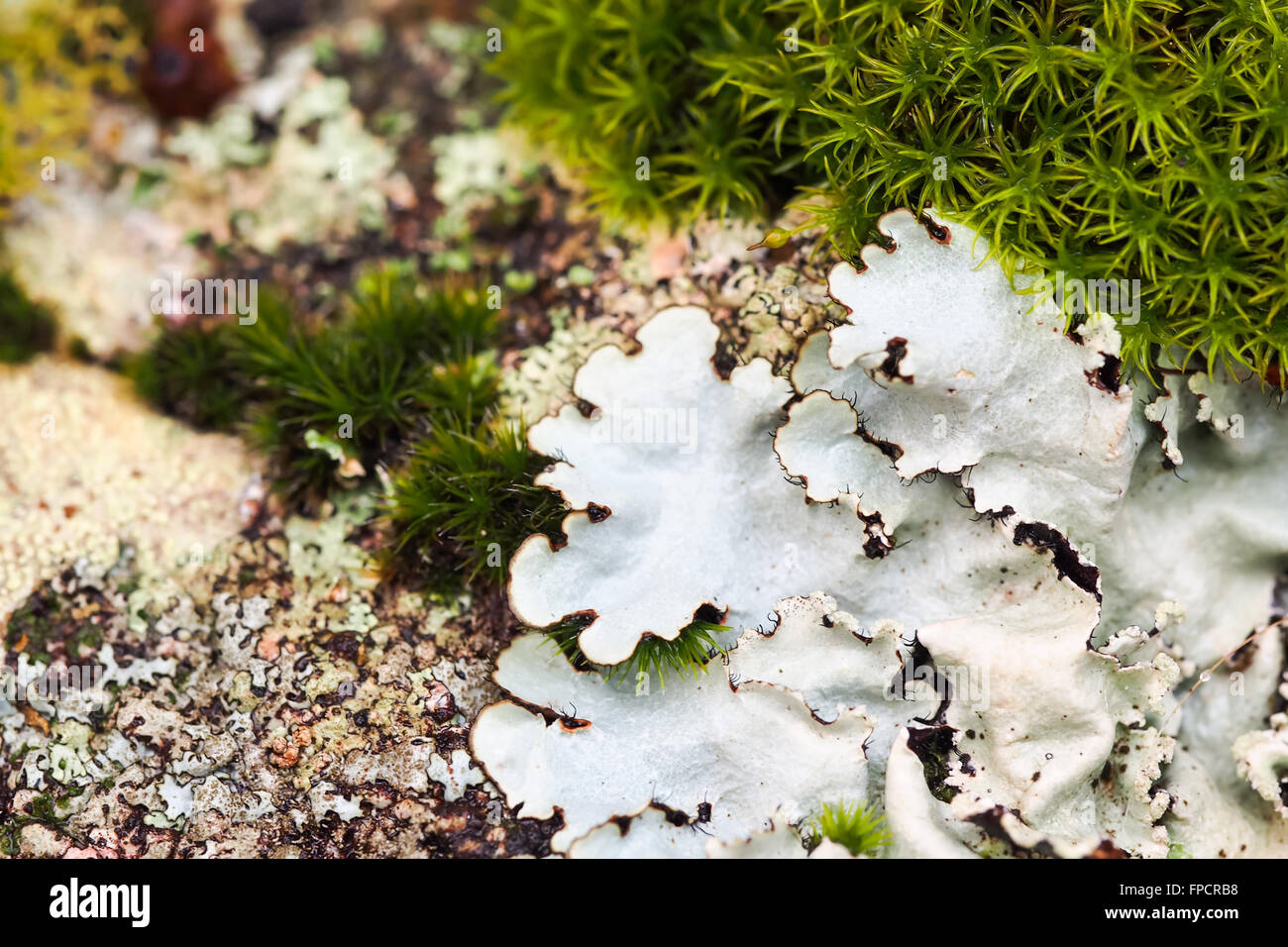 Moss and Lichen 2 Stock Photo - Alamy