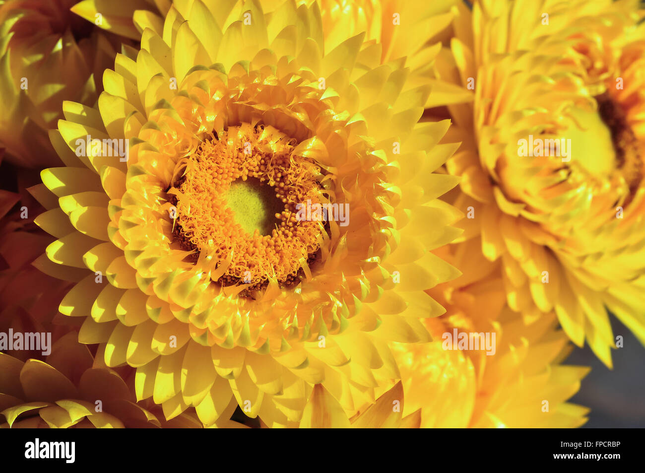 Australian Daisy High Resolution Stock Photography and Images - Alamy
