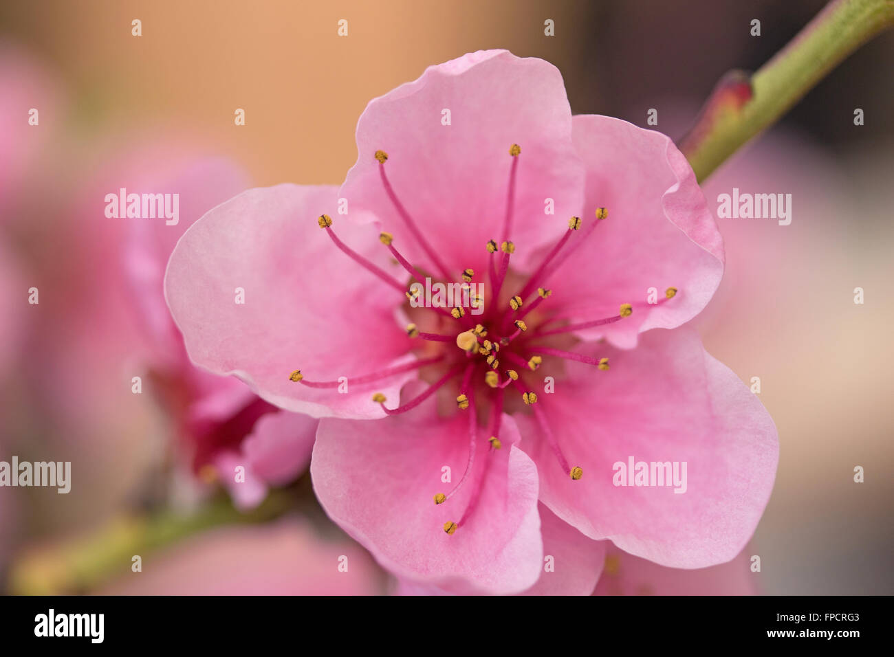 Closeup of a nectarine flower blooming. Picture with blurred background ...