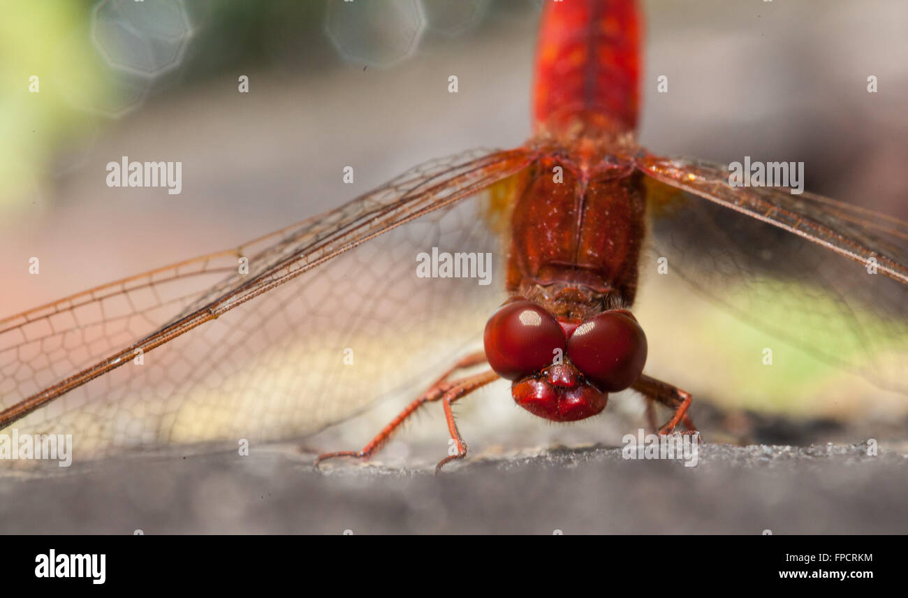Dragonfly macro image of insect Stock Photo - Alamy