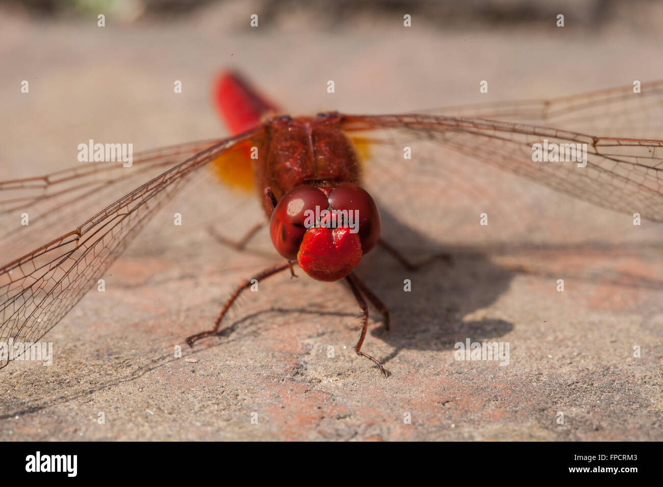 Dragonfly macro image of insect Stock Photo - Alamy