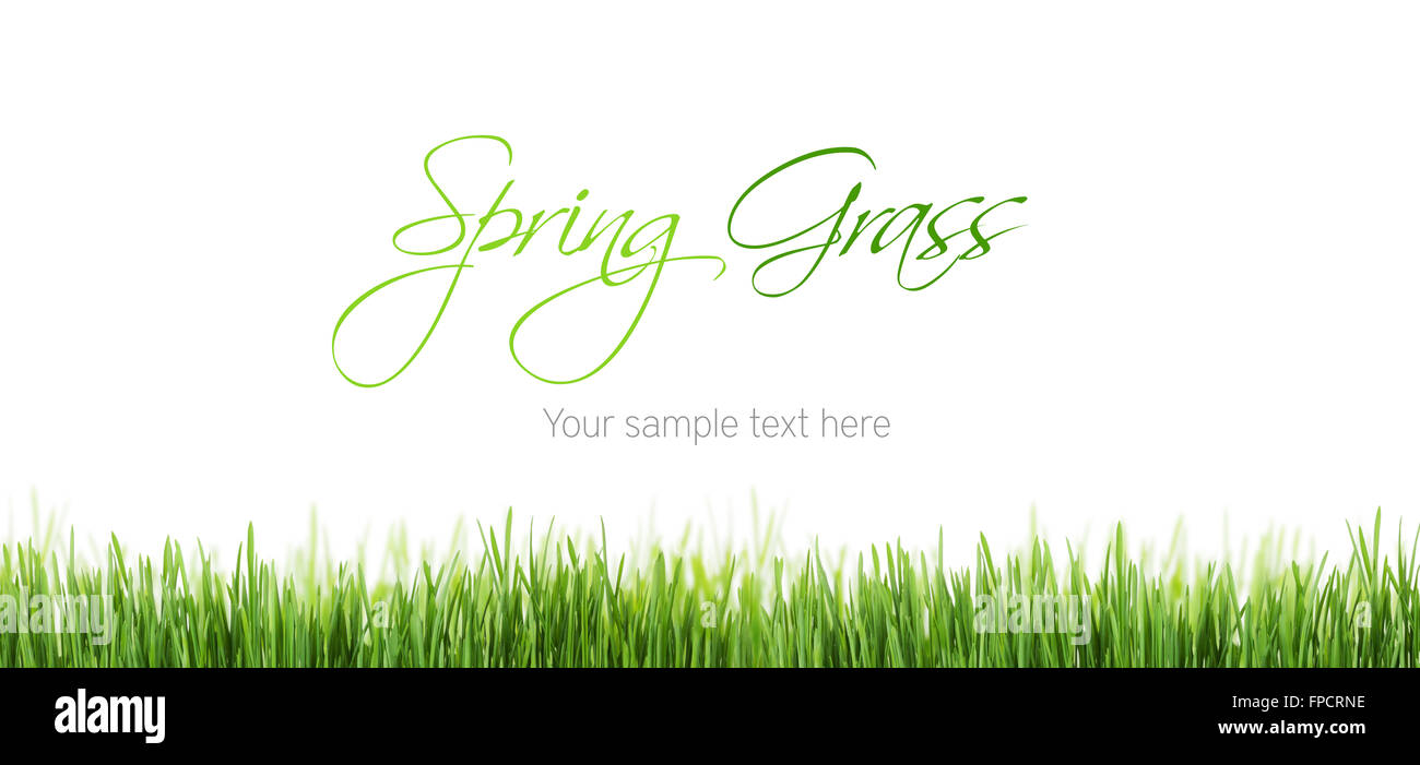 Green grass texture. Isolated on white background Stock Photo - Alamy