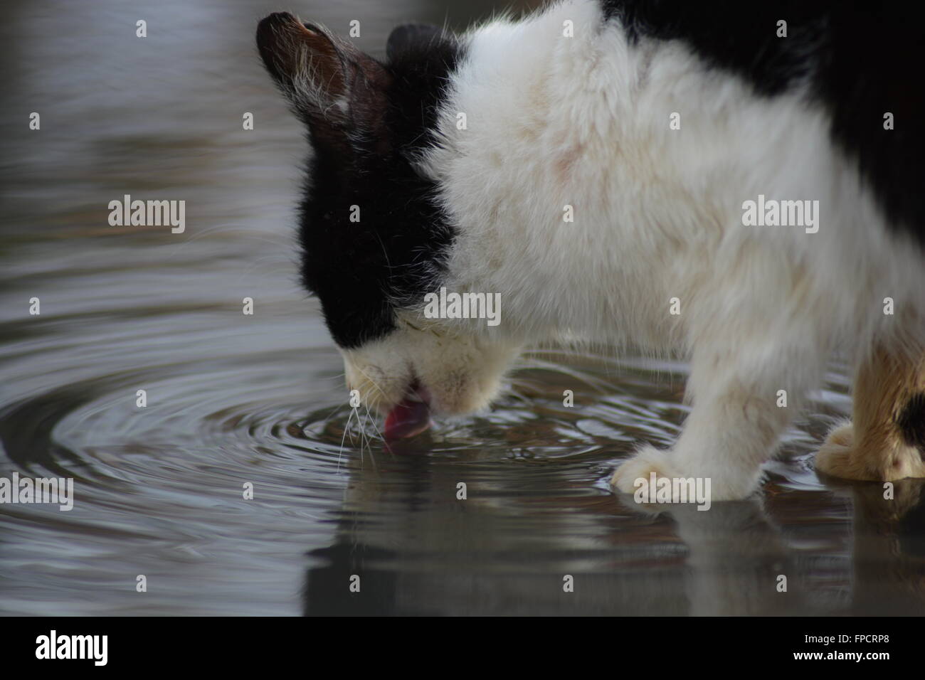 Cat is drinking water in a puddle hi-res stock photography and images ...