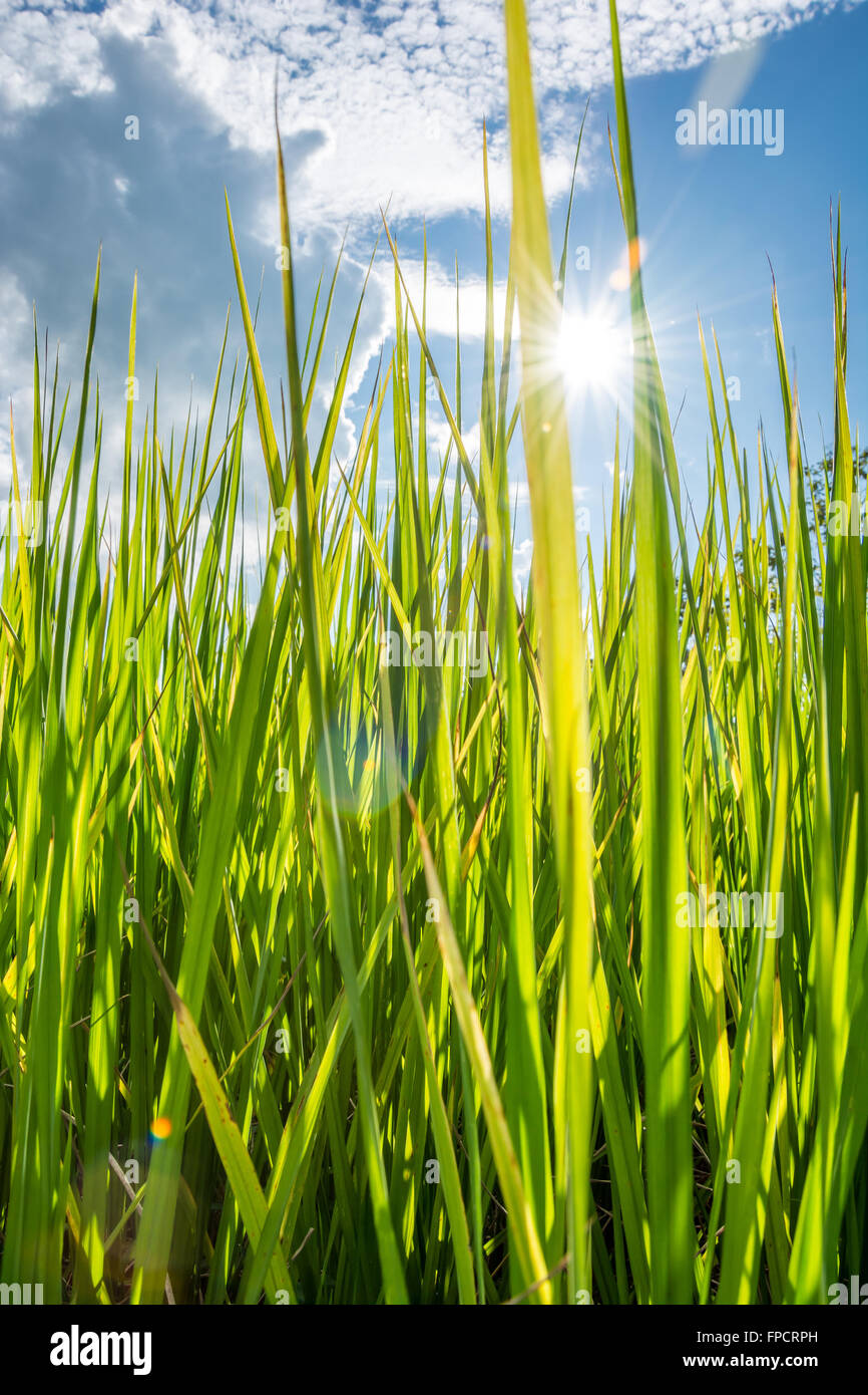 Green grass field in the afternoon background Stock Photo - Alamy