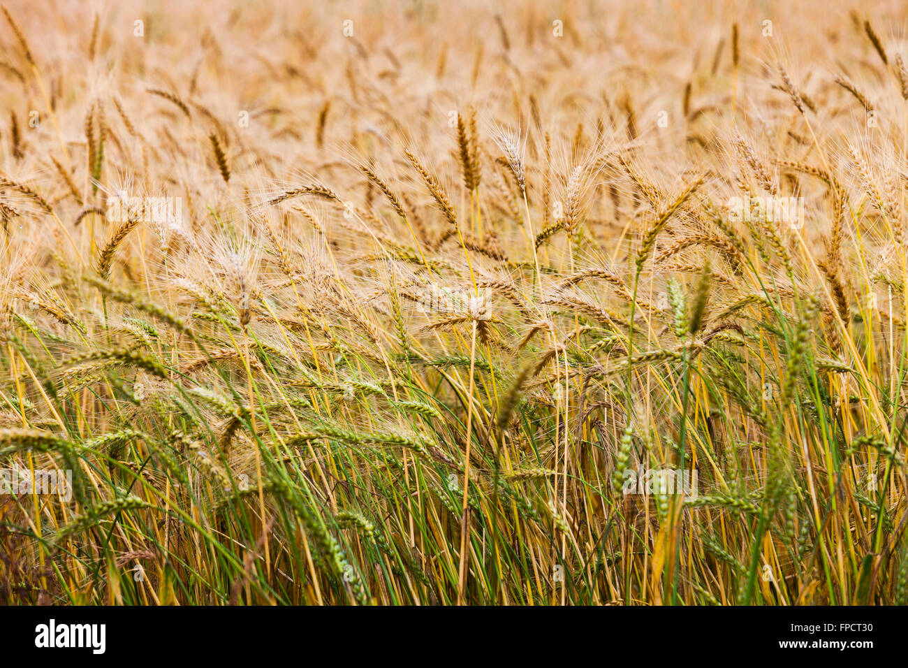 China wheat agriculture hi-res stock photography and images - Alamy