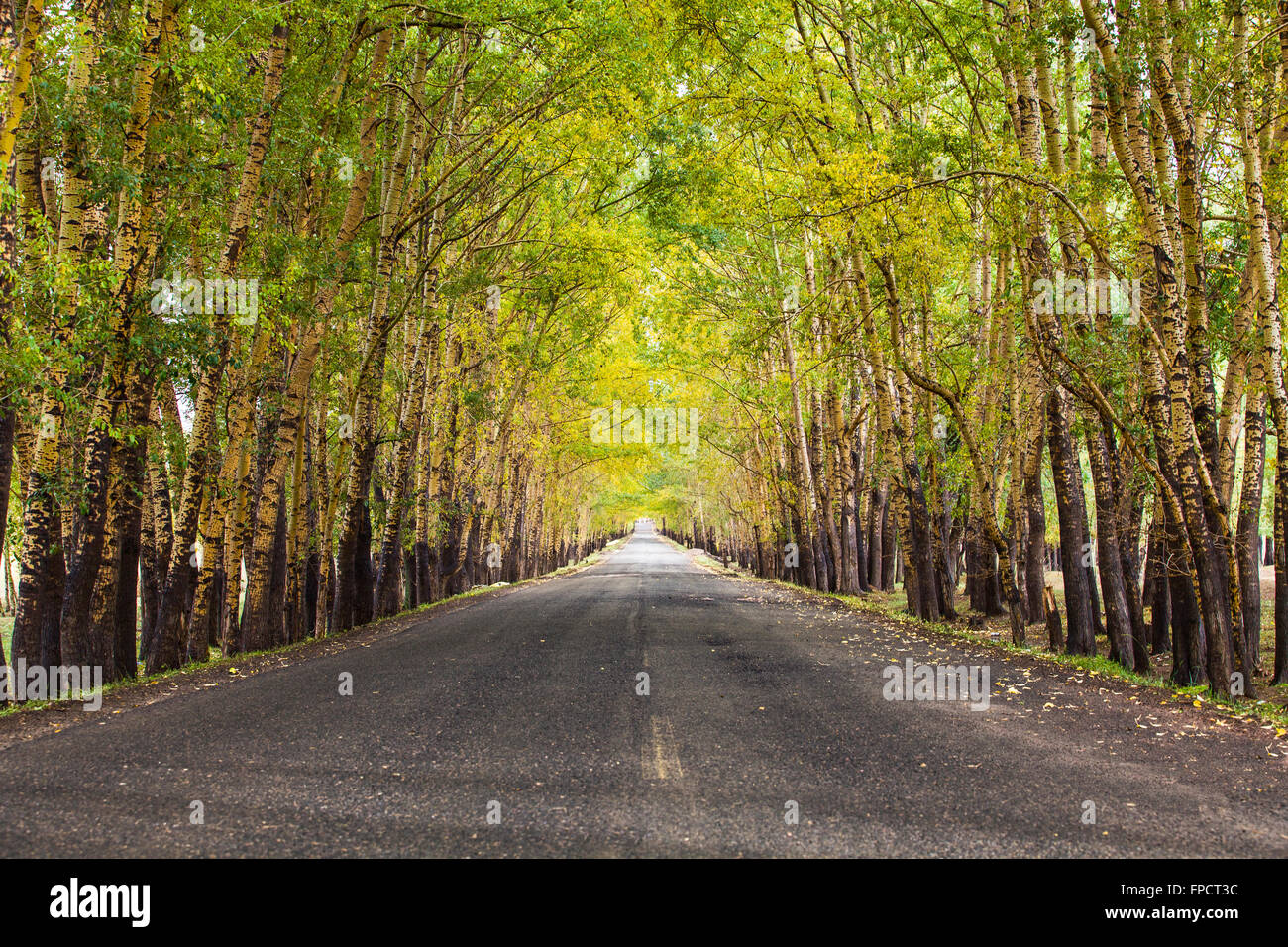 Road in forest Stock Photo - Alamy