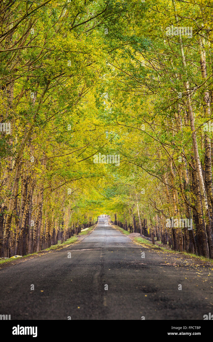 Treelined driveway hi-res stock photography and images - Alamy