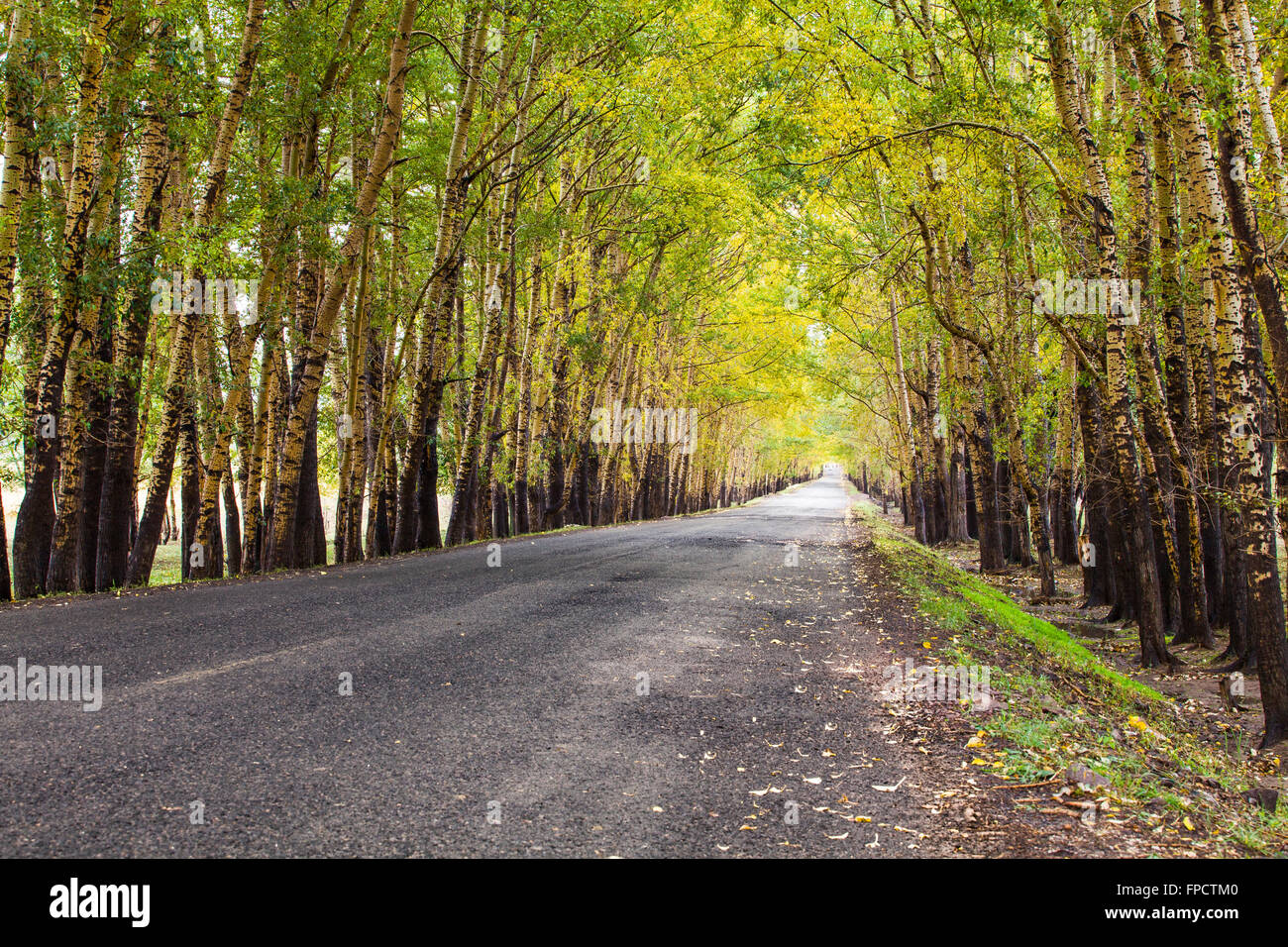 Treelined driveway hi-res stock photography and images - Alamy