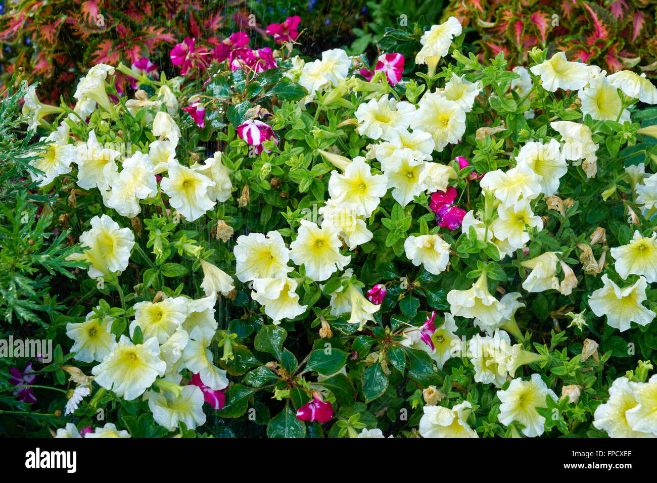 Australian Country Garden Flowers Stock Photo - Alamy