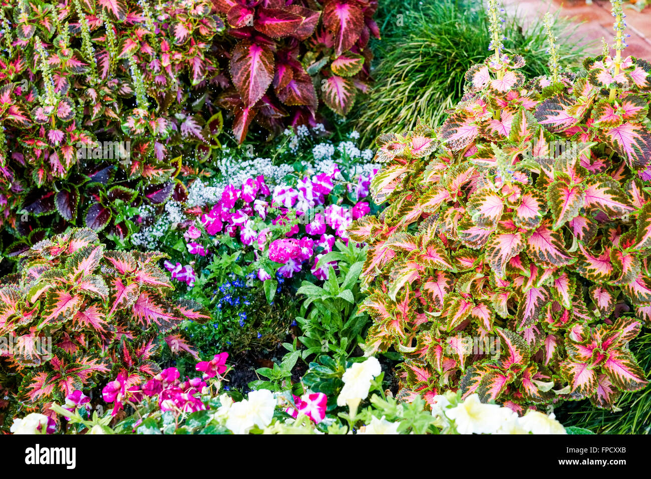 Australian country garden flowers hi-res stock photography and images ...