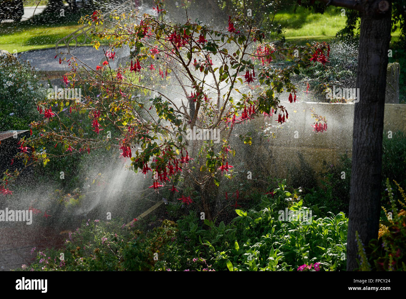 Australian Country Garden Flowers Stock Photo - Alamy