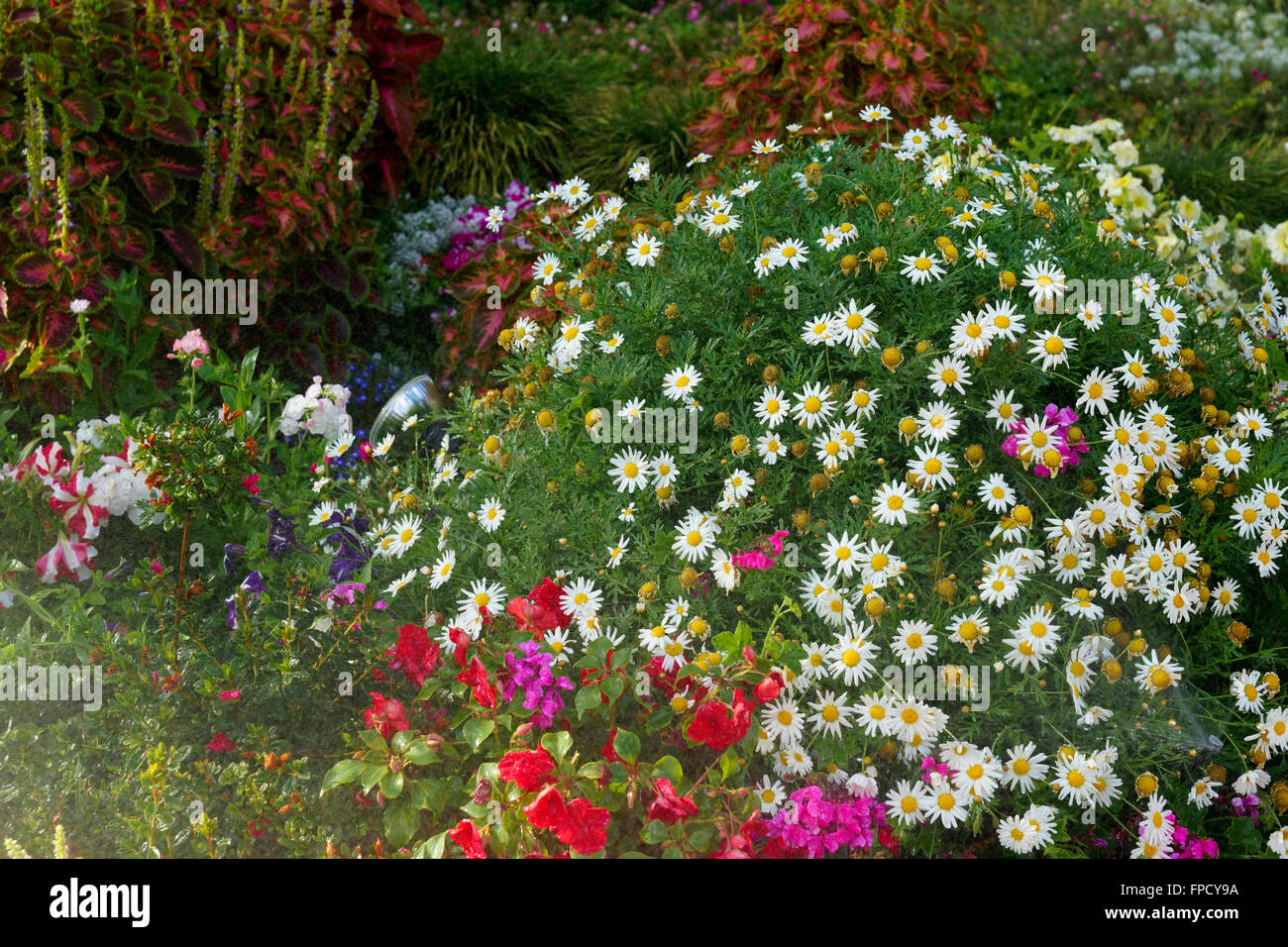 Australian Country Garden Flowers Stock Photo - Alamy