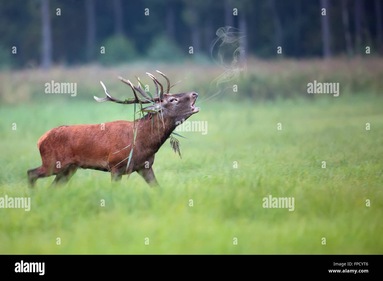 Red deer bellowing on the run in the wild Stock Photo - Alamy