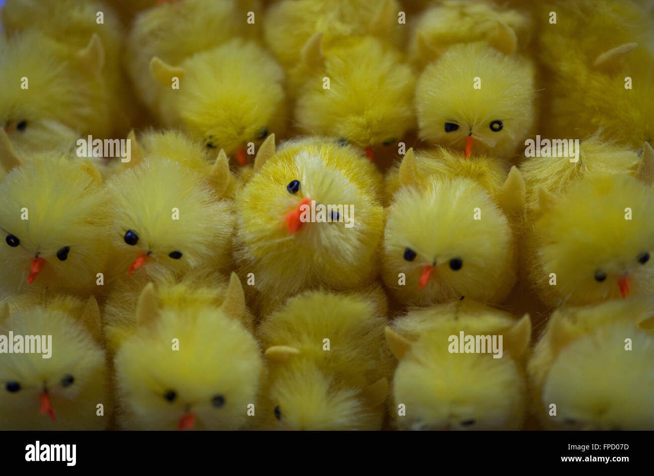 Poultry chicks hi-res stock photography and images - Alamy
