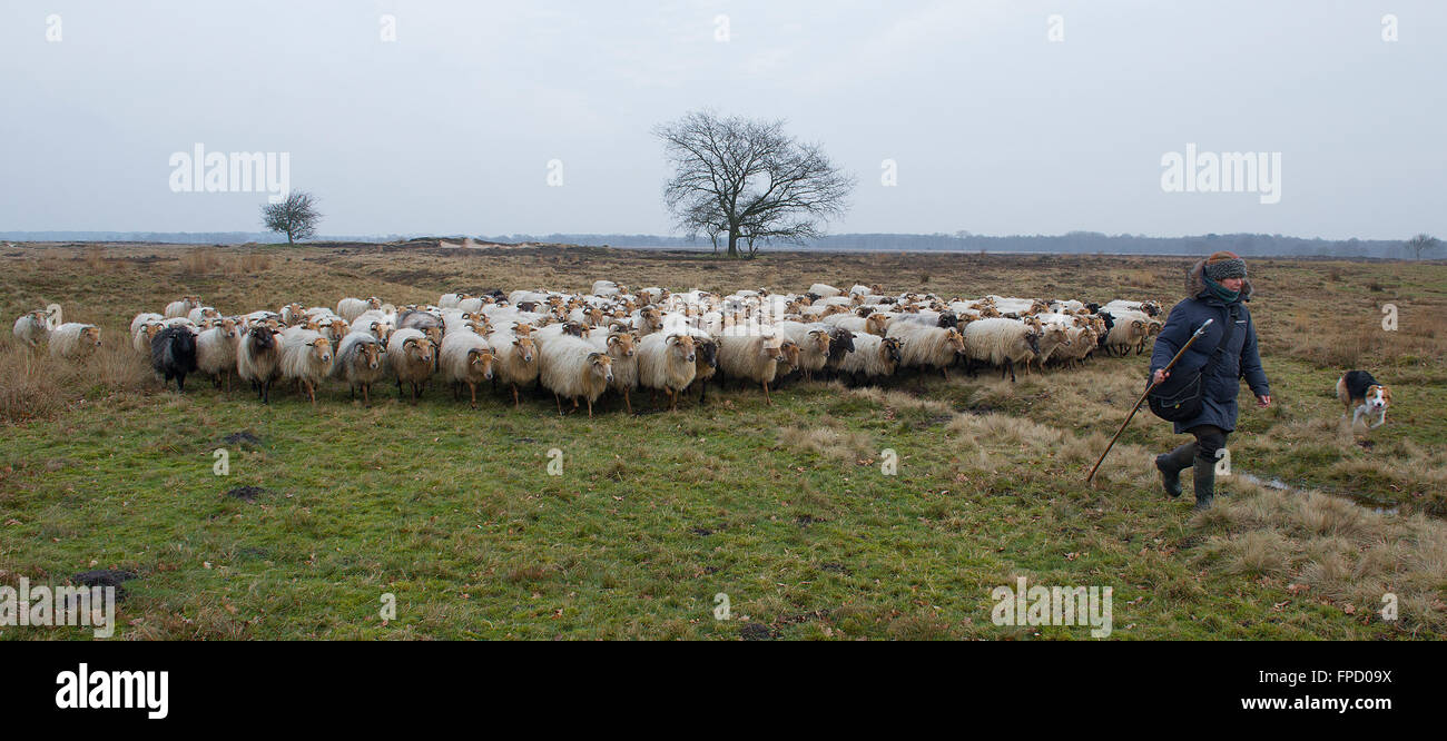Shepherd woman sheep hi-res stock photography and images - Alamy