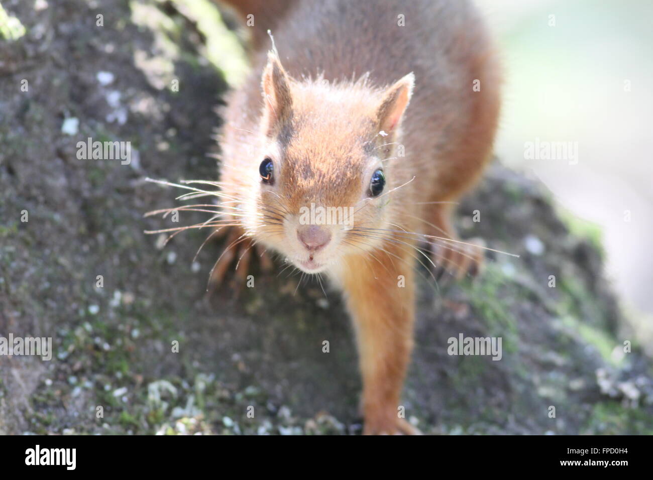 Kit red squirrel hi-res stock photography and images - Alamy