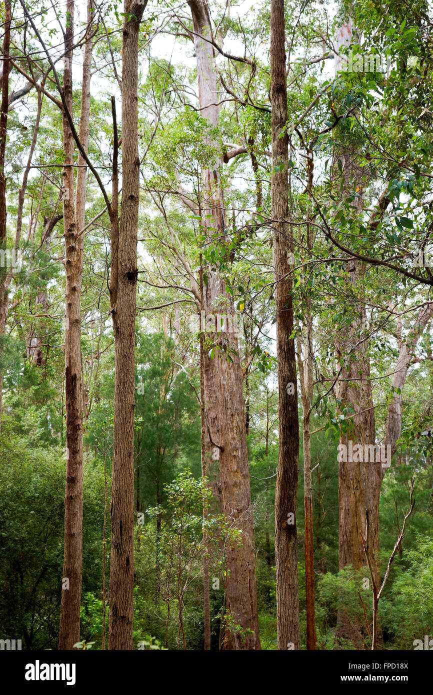 Tree Walk in Western Australia near Walpole in the Red Tingle Forests ...