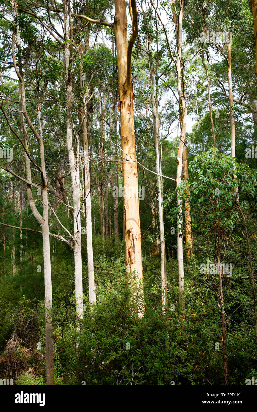 Tree Walk in Western Australia near Walpole in the Red Tingle Forests ...