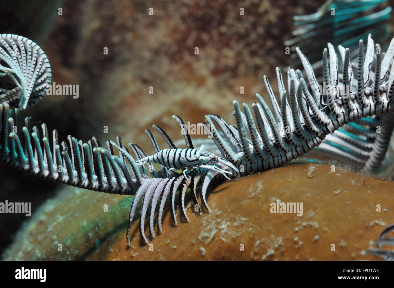 Crinoid shrimp philippines hi-res stock photography and images - Alamy