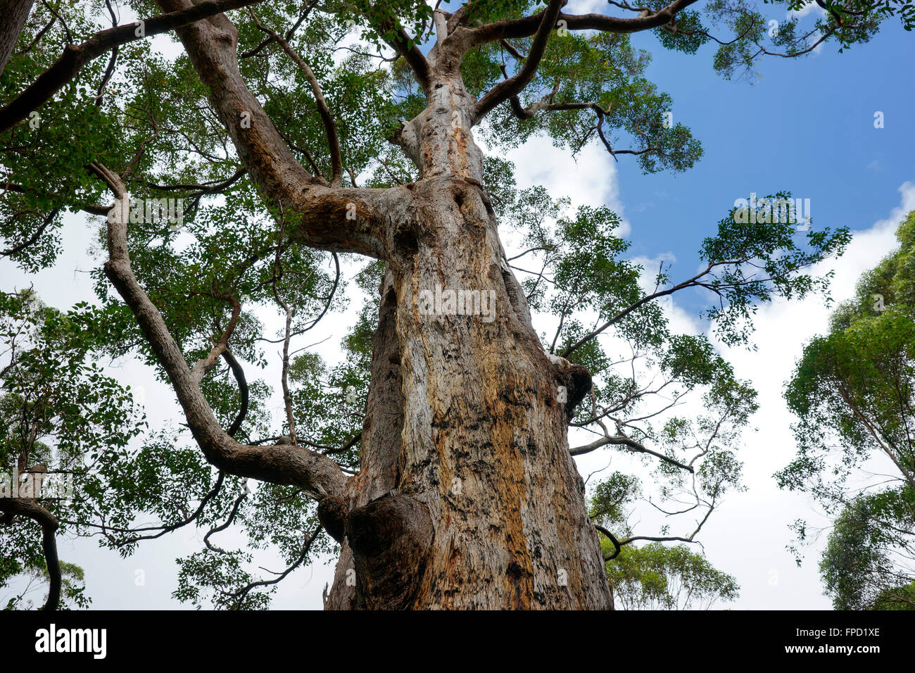Scotsdale road australia hi-res stock photography and images - Alamy
