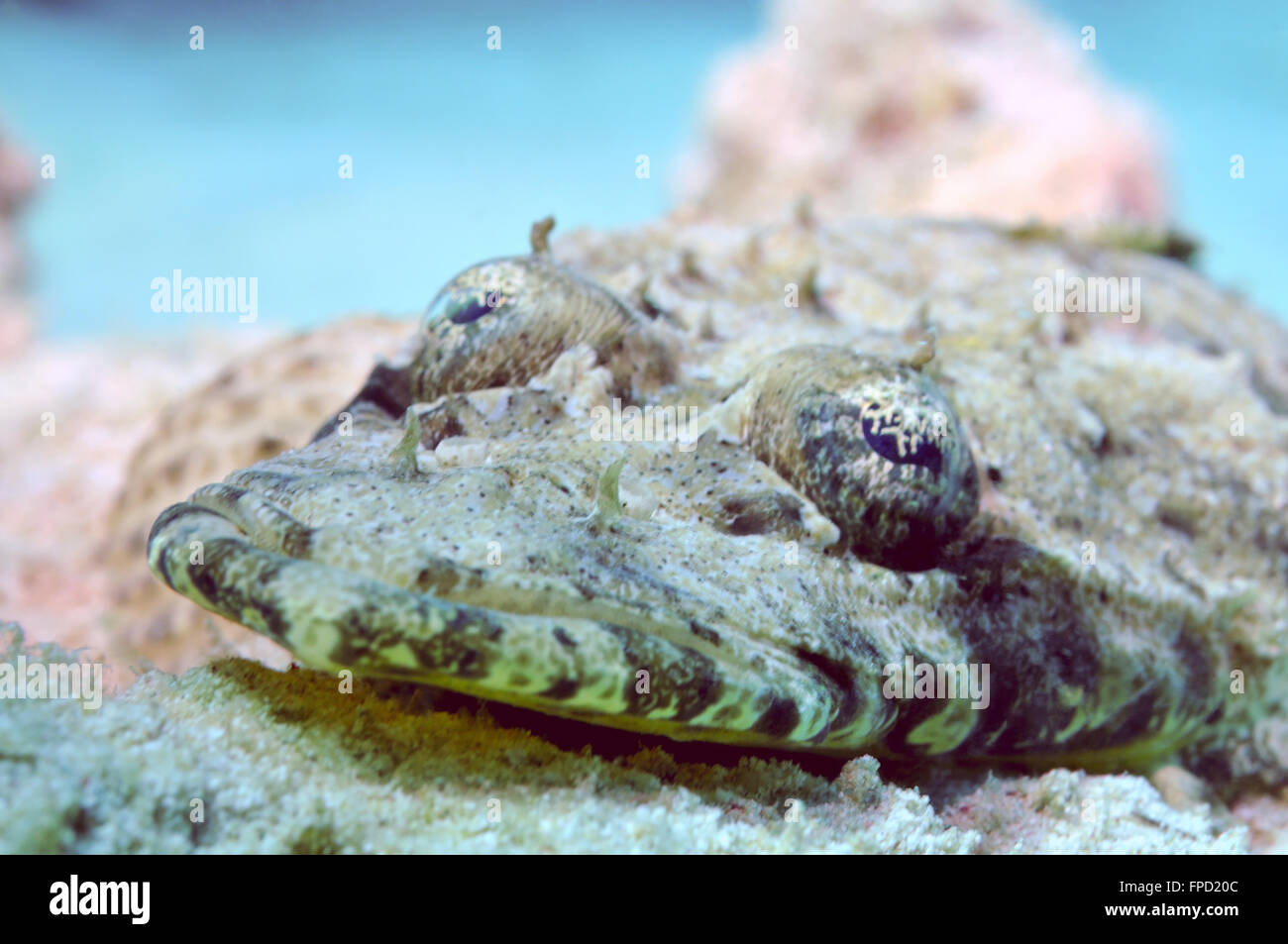 Flathead hi-res stock photography and images - Alamy