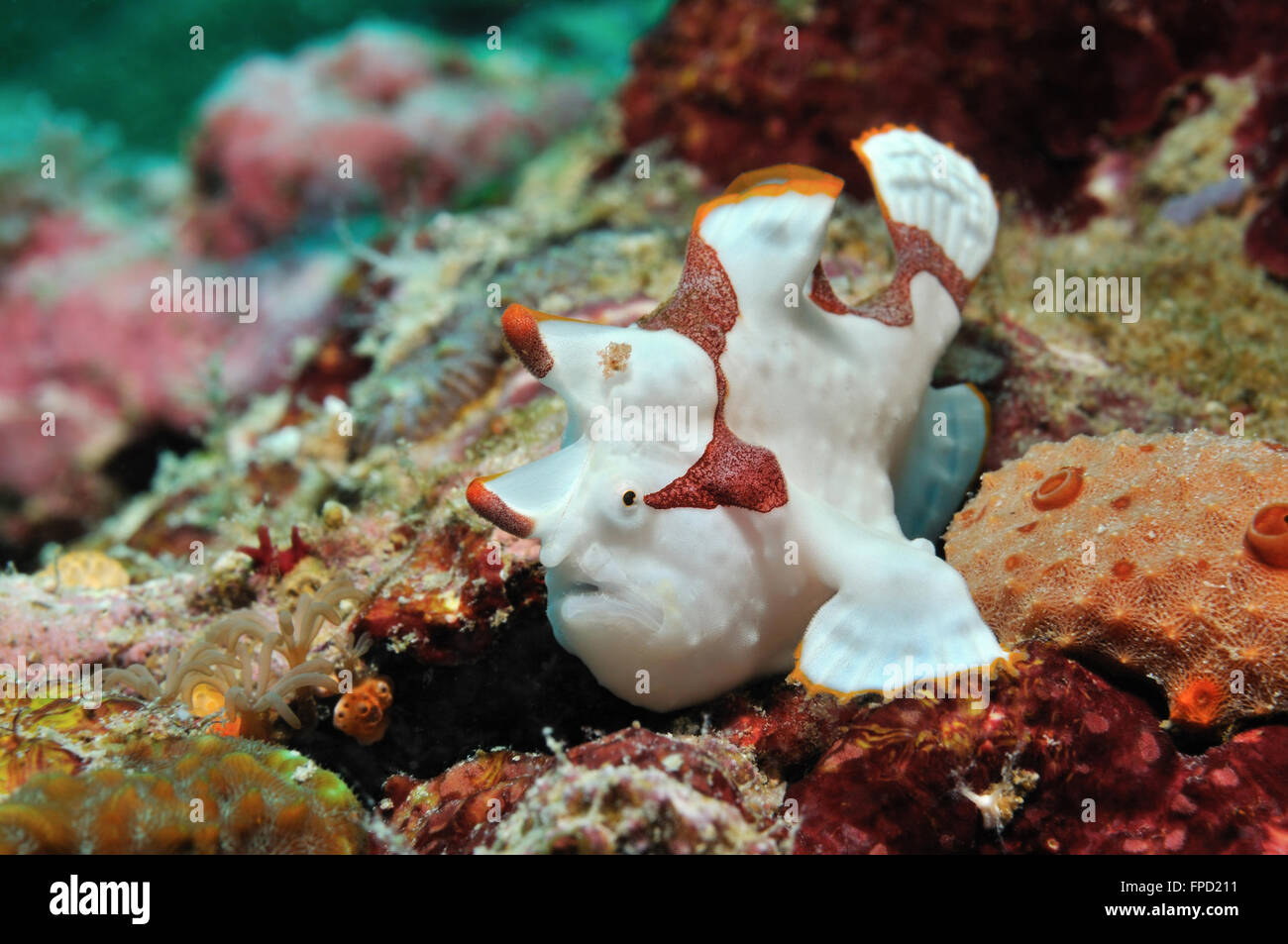 Clown frogfish (painted anglerfish, painted angler) is sitting on a ...
