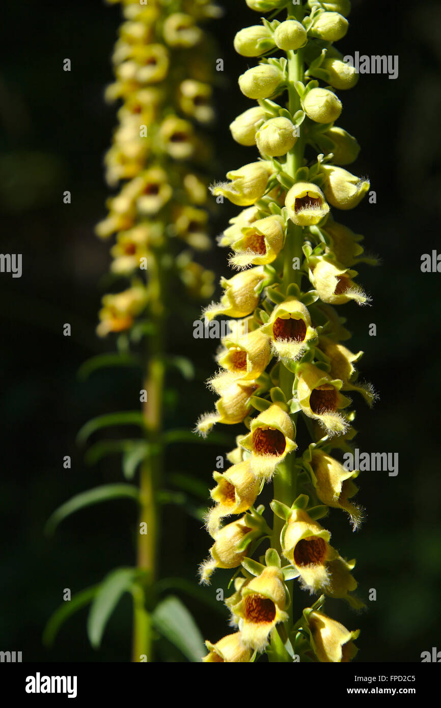 Digitalis ferruginea, rusty foxglove, Borjomi-Kharagauli National Park ...