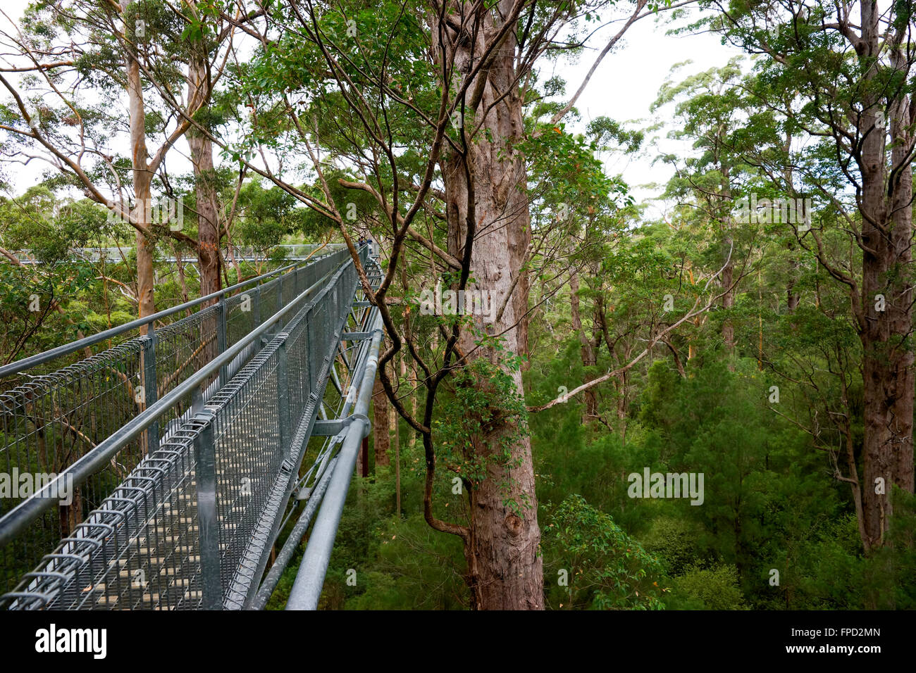 Tree Walk in Western Australia near Walpole in the Red Tingle Forests ...